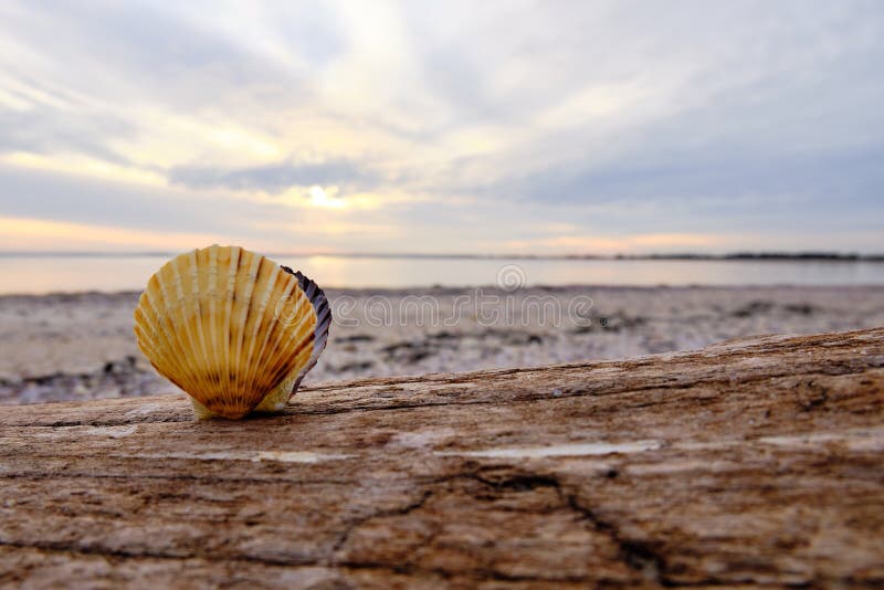 Scallop Shell Standing Upright on a Wooden Surface with the Shore on ...