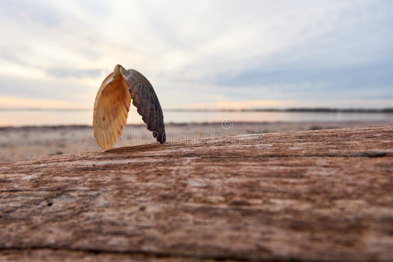 Scallop Shell Standing Upright on a Wooden Surface with the Shore on ...