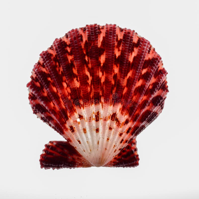 Scallop Shell Close Up on White Stock Image - Image of summer, shot ...