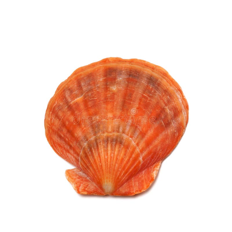 Scallop Shell on White Background Stock Image - Image of animal, detail ...