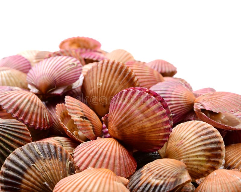 Scallop in Shell stock image. Image of textured, multi - 107611819