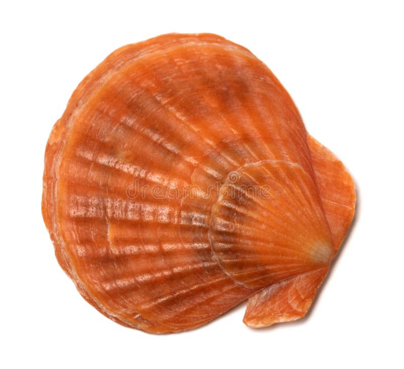 Scallop shell on white stock photo. Image of close, aquatic - 87816786