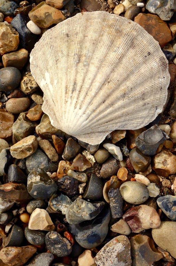 Scallop shell stock image. Image of ridges, shingle, fish - 51982097