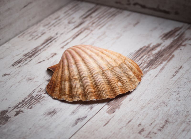 Scallop Shell on Wooden Background Stock Photo - Image of restaurant ...
