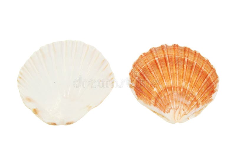 Scallop shells stock photo. Image of brown, fish, outside - 11317748