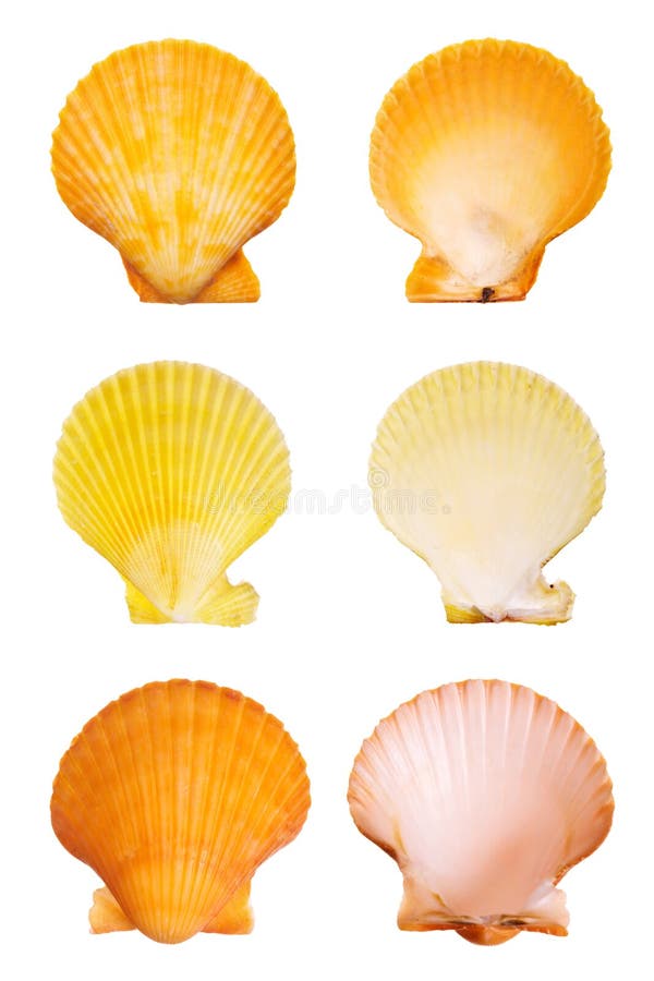 Two Sides of a Scallop Shell Stock Image - Image of elements, holiday ...