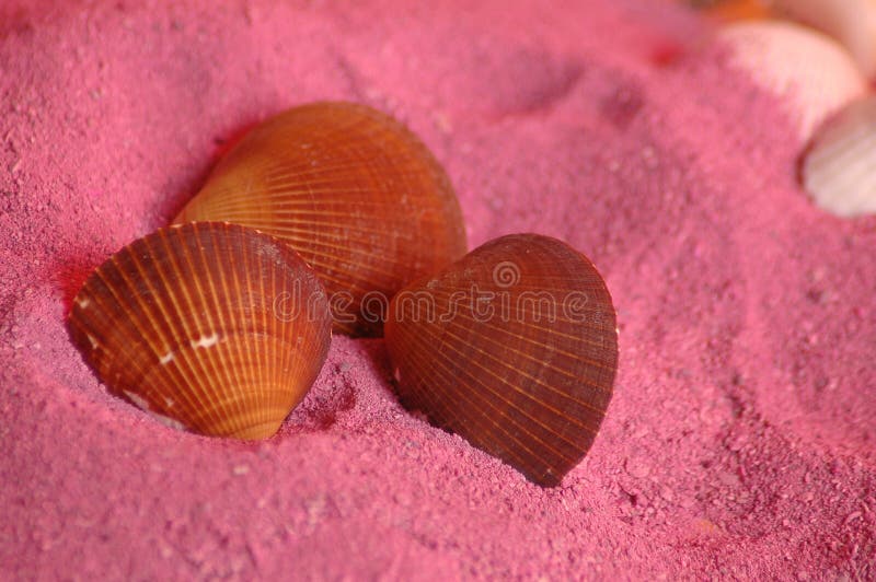 Scallop shells stock image. Image of coast, conch, brown - 617849