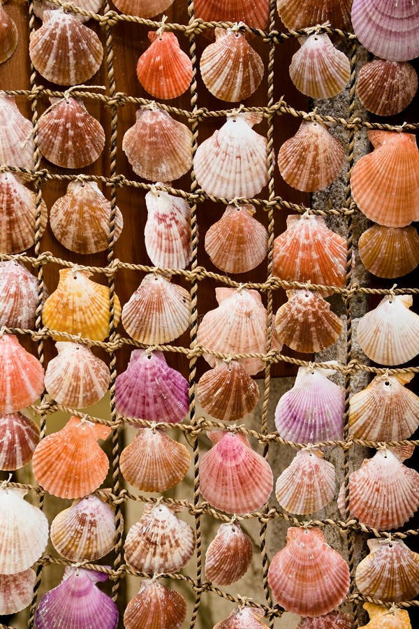 Scallop shells stock image. Image of colored, coastal - 8121557