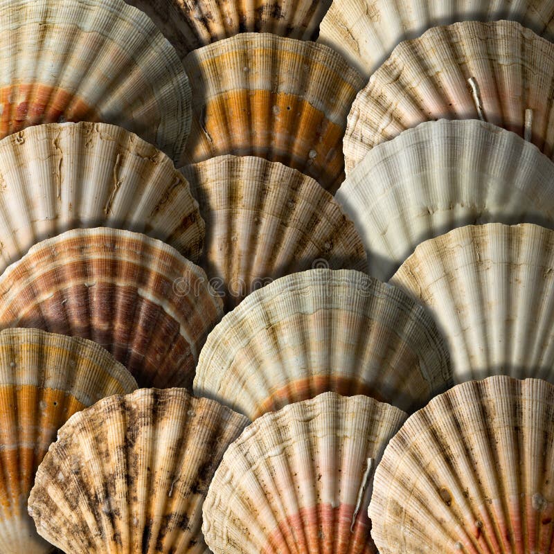 Scallop Shells Background stock image. Image of encrustations - 35233077
