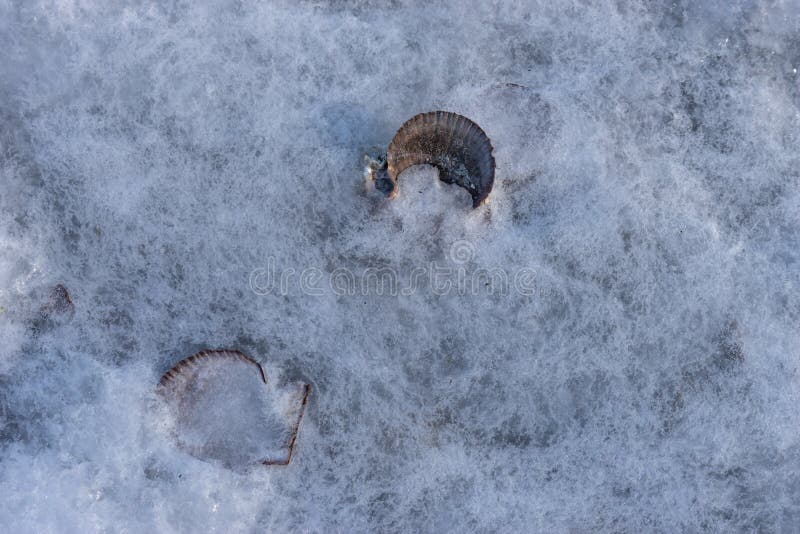 Scallop Shells on a Background of White Ice Stock Photo - Image of ...