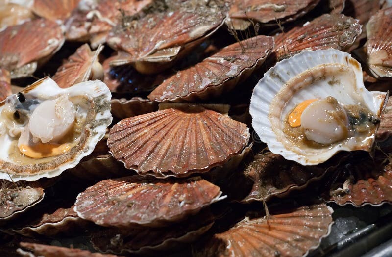 Scallop shells stock photo. Image of appetizer, detail - 36503676