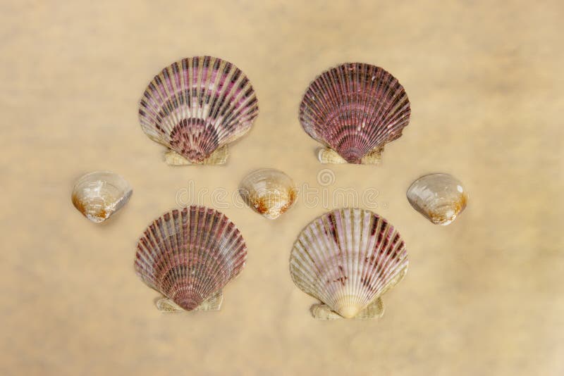 Scallop shells. stock photo. Image of shell, item, purple - 43878638
