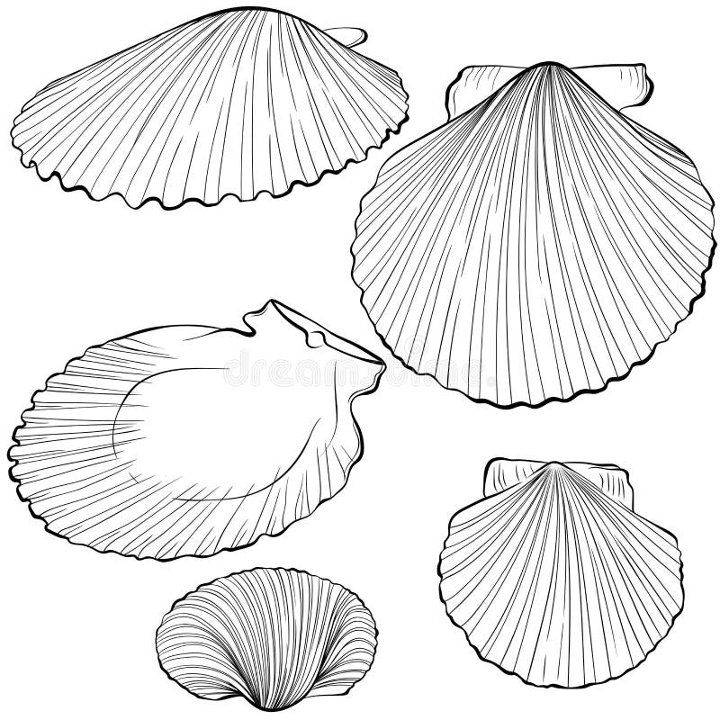 Scallop Shells from Different Angles Line Art Stock Vector ...
