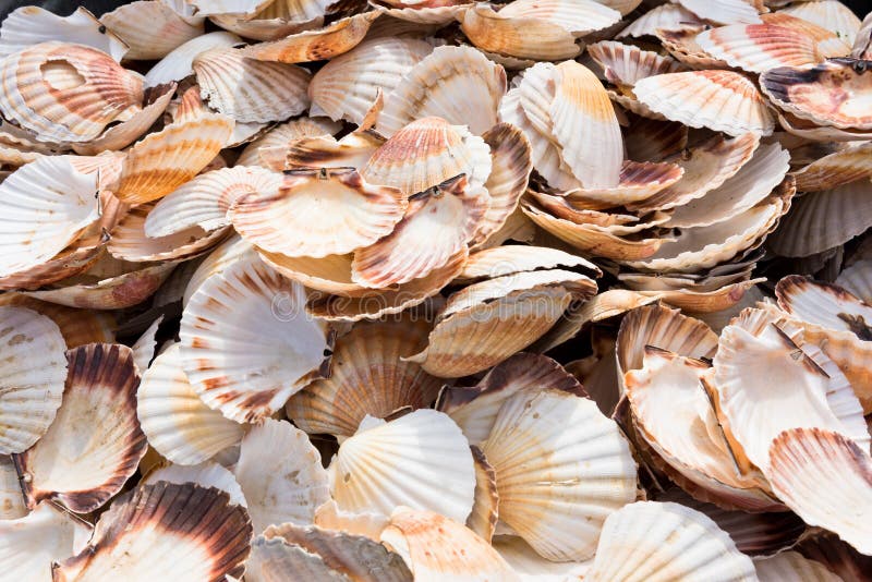 Scallop shells heap stock photo. Image of waist, clean - 117252720