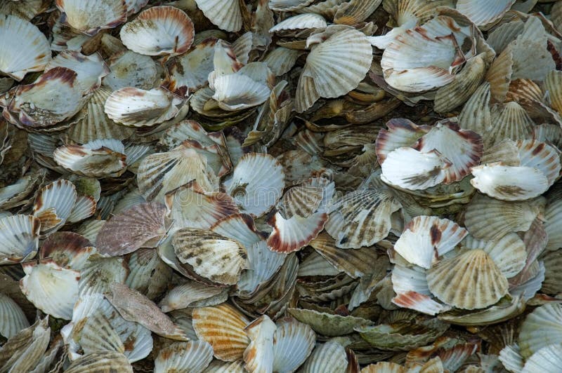 Scallop Shells stock image. Image of invertebrate, life - 42397751