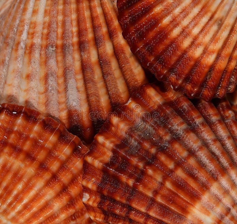 Scallop Shells of Saltwater or Marine Bivalve Stock Image - Image of ...