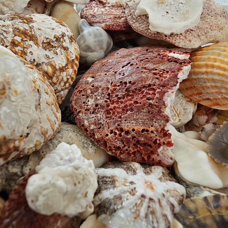 Scallop Shells of Saltwater or Marine Bivalve Stock Image - Image of ...