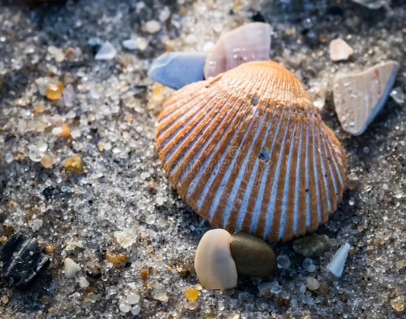 Scallop and Various Shells on the Beach Stock Image - Image of ...