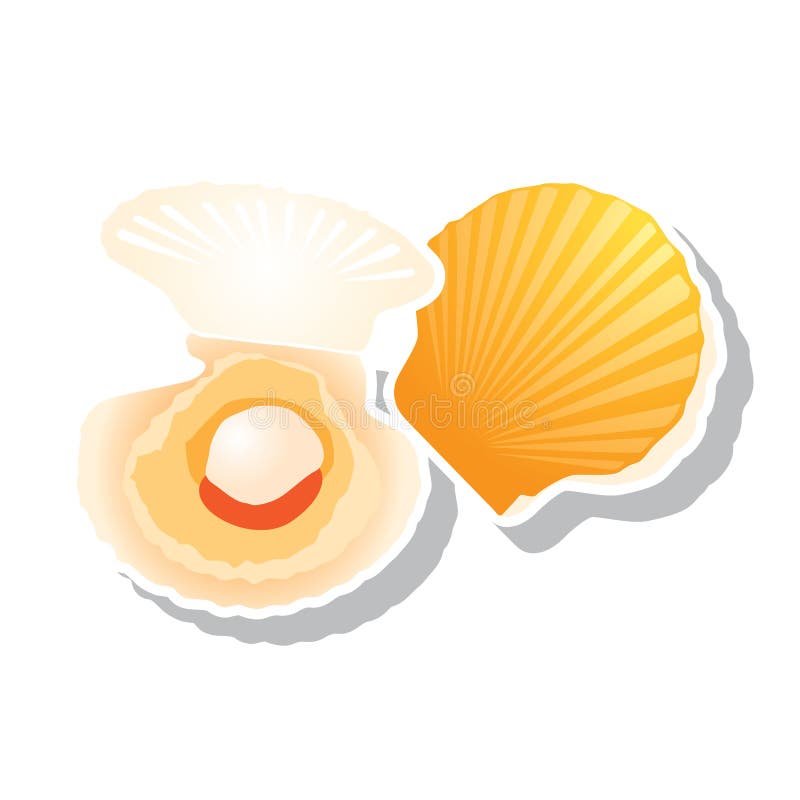 Scallop vector stock vector. Illustration of ingredient - 29642203