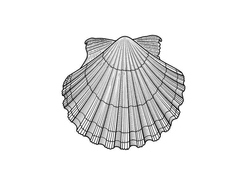 Scallop Vector Illustration Stock Illustration - Illustration of marine ...