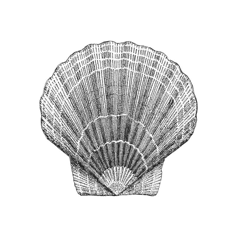 Sketch of a sea shell stock illustration. Illustration of sketch - 43007087