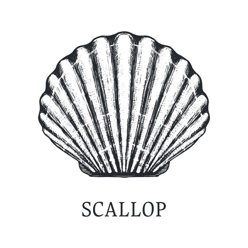 Scallop vector sketch stock vector. Illustration of line - 269952108