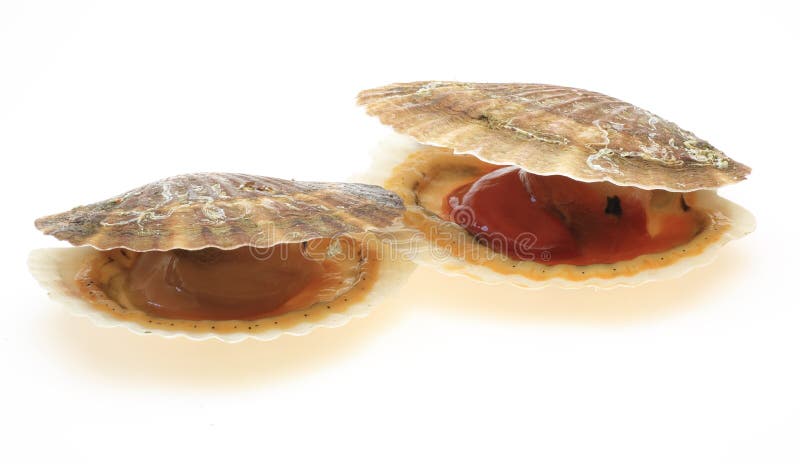 Scallop in a White Background Stock Photo - Image of ingredient ...