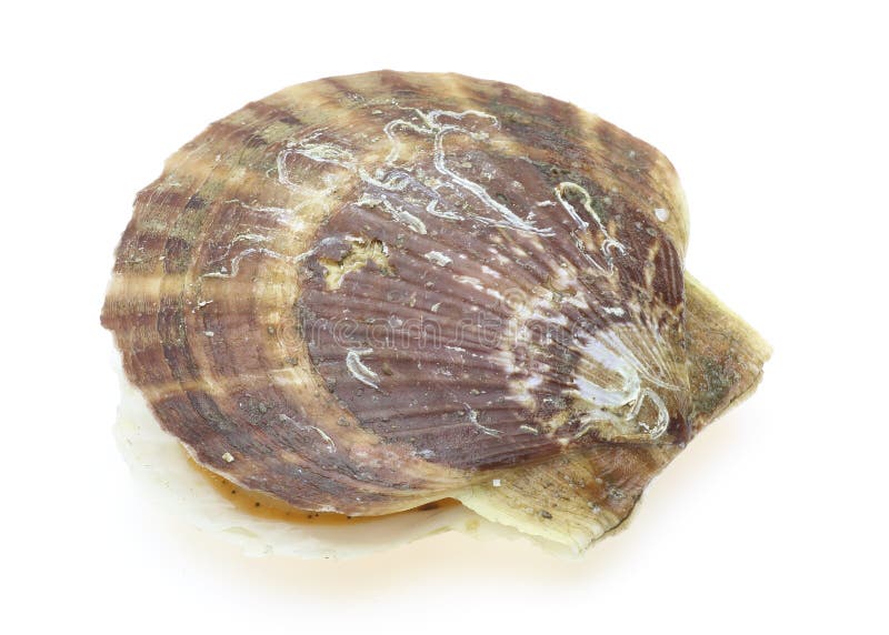 Scallop in a White Background Stock Photo - Image of shells, white ...