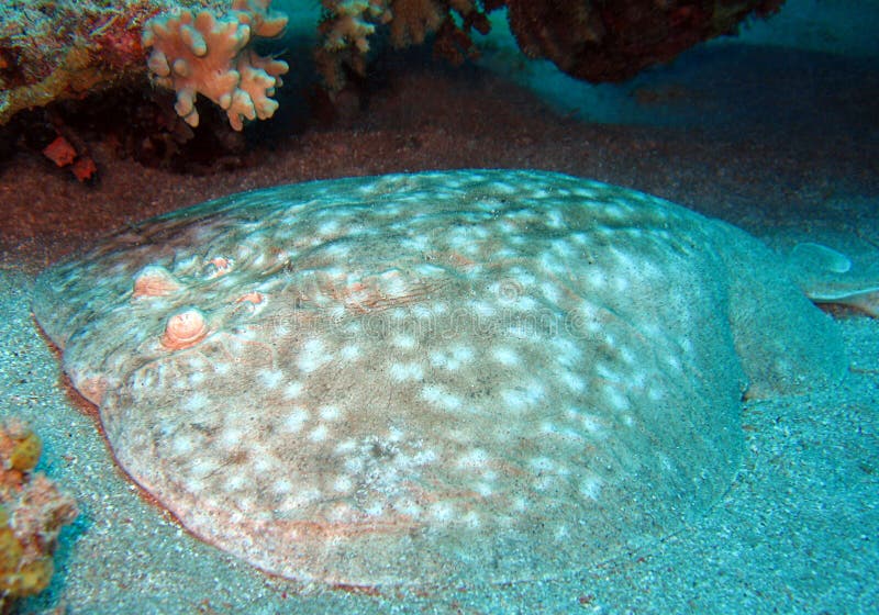 Blackspotted torpedo ray stock image. Image of torpedoray - 7791039