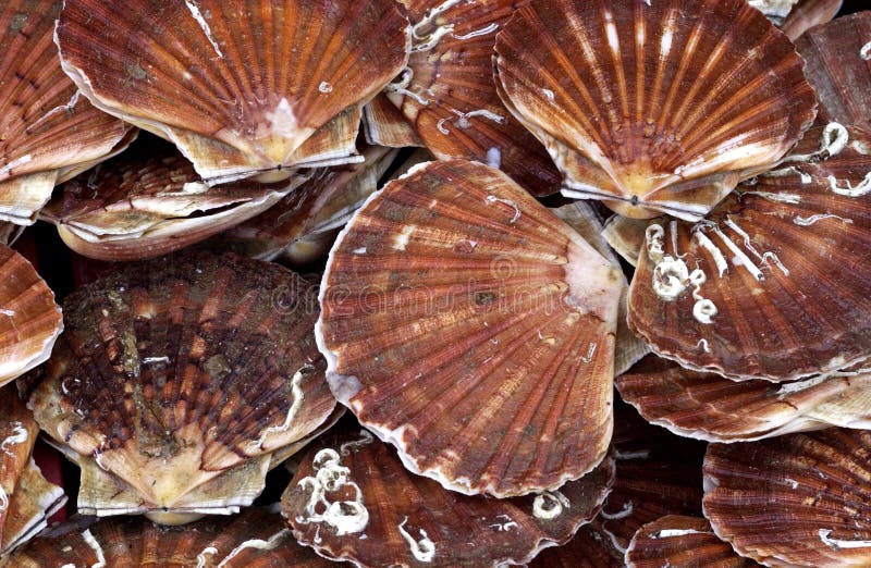 Scallops stock image. Image of scallops, fish, seashell - 10395939