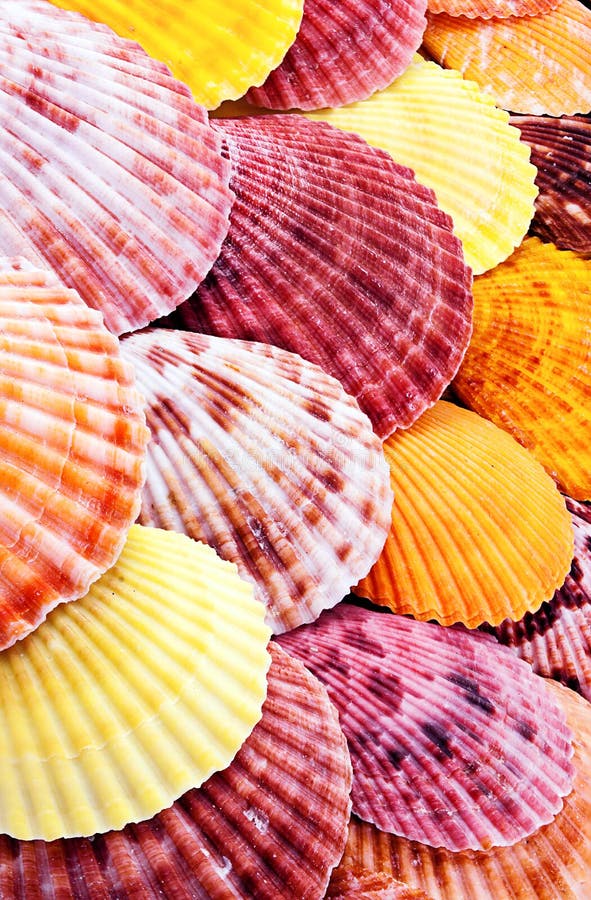 Scallops. stock image. Image of scallops, spotty, shells - 24418035