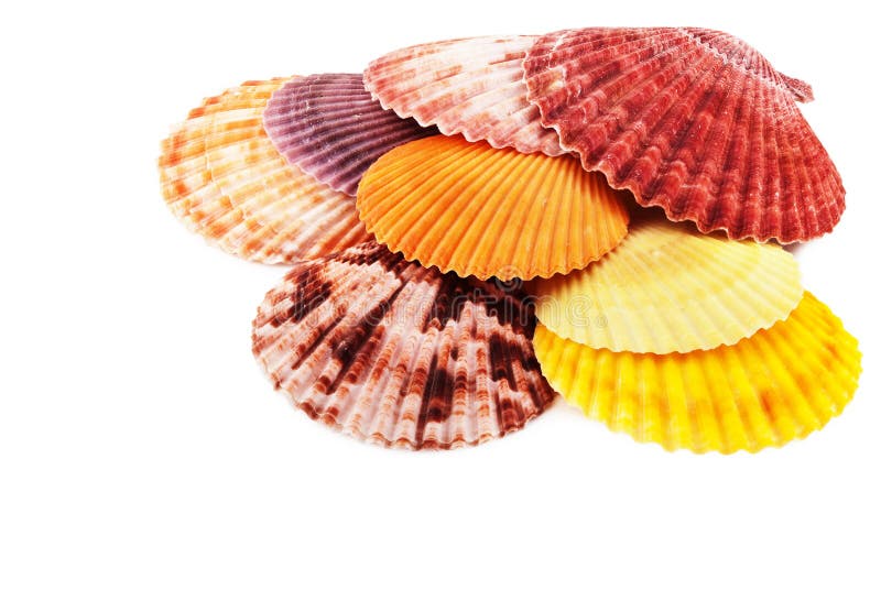 Scallops. stock photo. Image of spotty, colorful, ribbed - 24456500