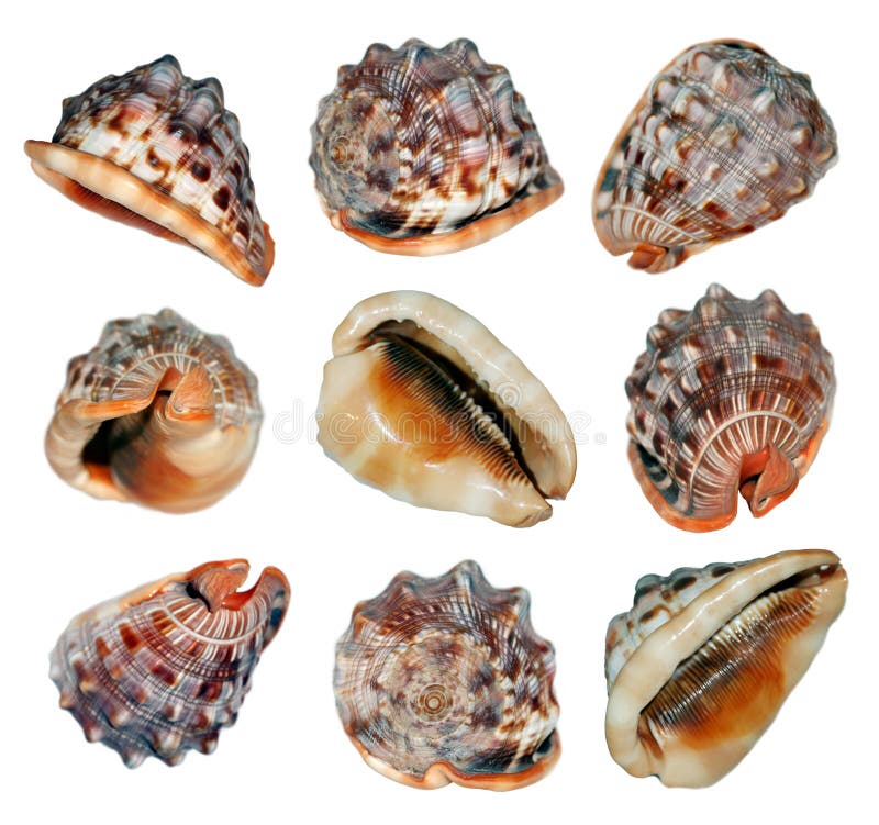 Scallops Picture. Image: 4110958