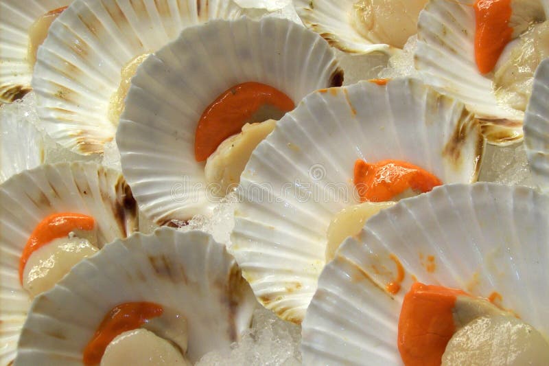 Special French Food Scallops Stock Photo - Image of typical, france ...