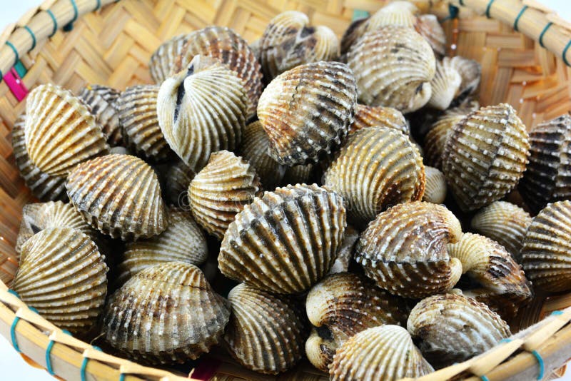 Scallops stock image. Image of seafood, saltwater, isolated - 44479697
