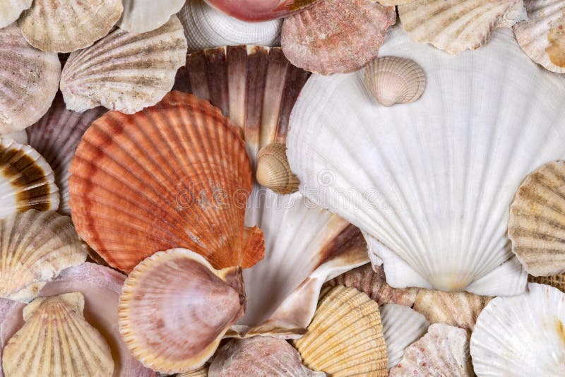 Seashell on a Beach in Fiji Stock Image - Image of tropics, pacific ...