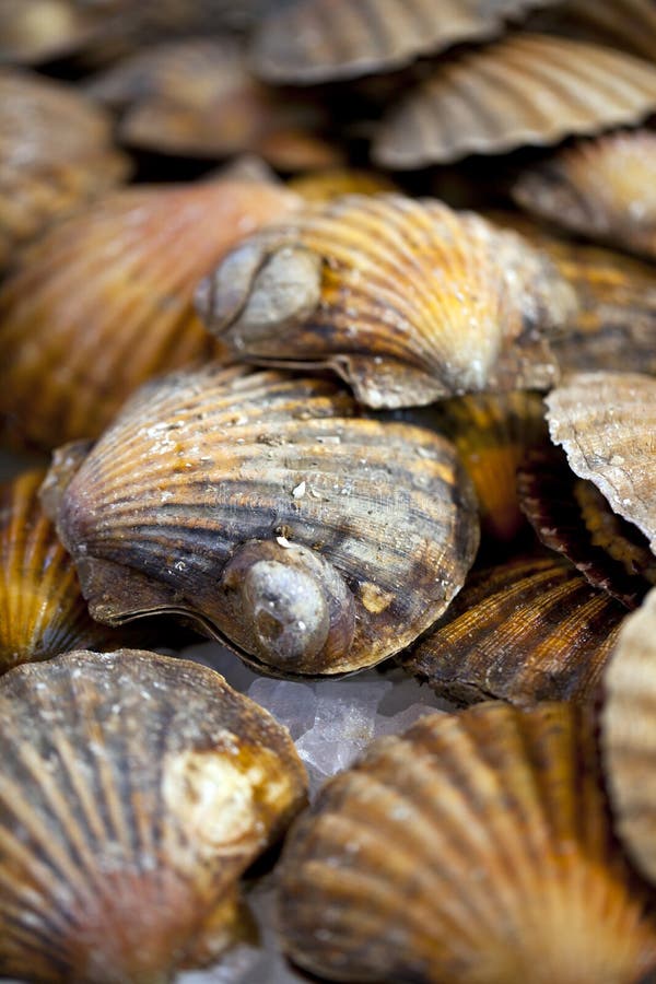 Scallops stock image. Image of seafood, fresh, market - 31749843