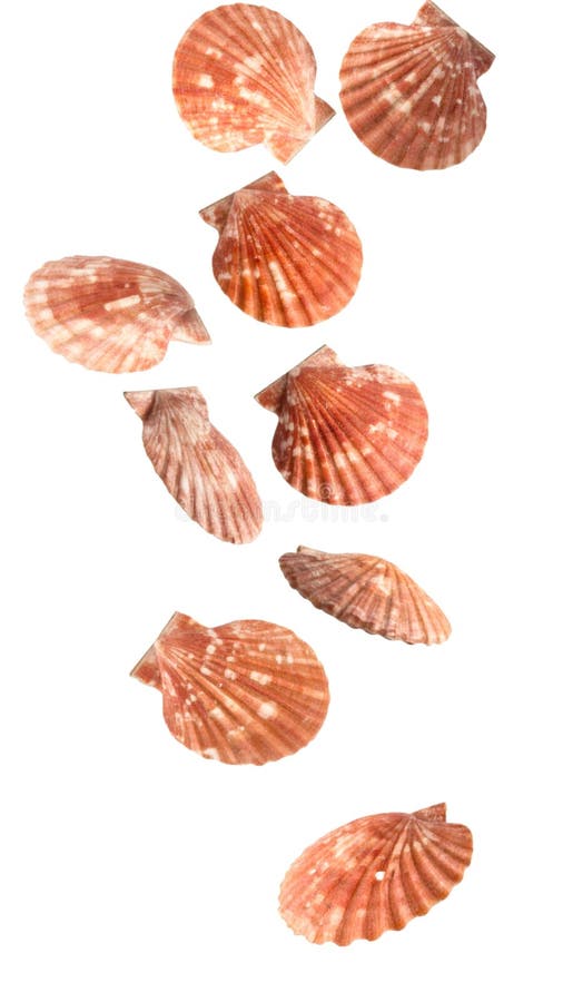 Scallops Realistic Texture Natural Lighting Falling Down Transparent ...