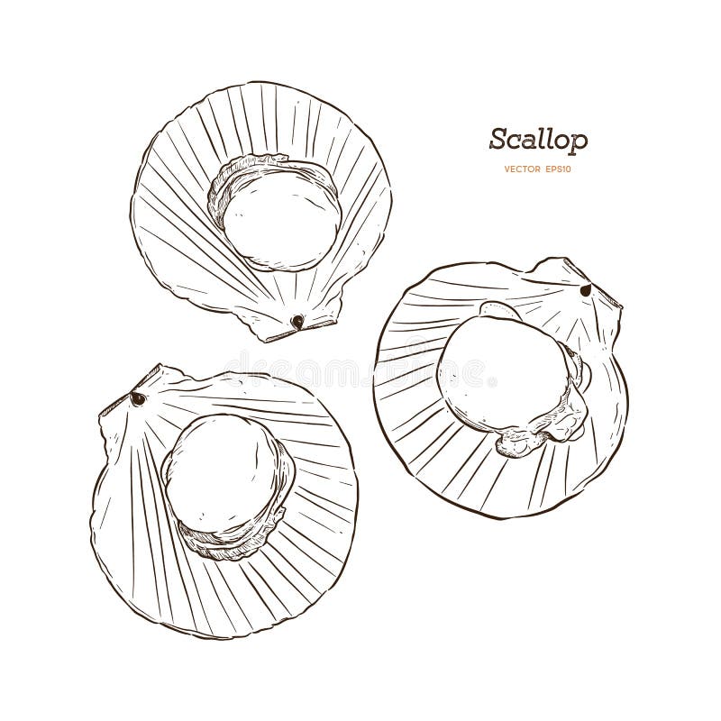 Scallops ink sketch. stock vector. Illustration of mollusk - 97351471