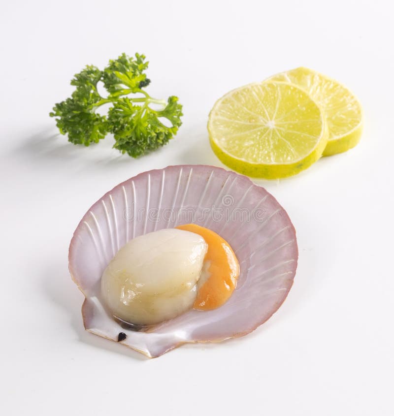 Fresh Scallops isolated stock image. Image of organic - 245011925