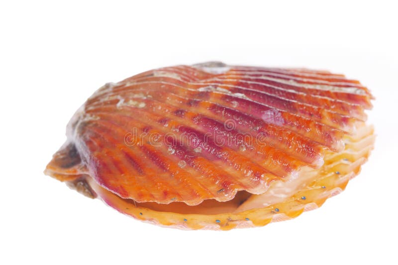Scallops Isolated on a White Background Stock Image - Image of seared ...