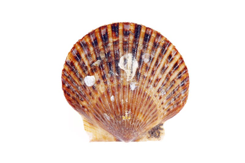 Scallops Isolated on a White Background Stock Image - Image of bivalve ...