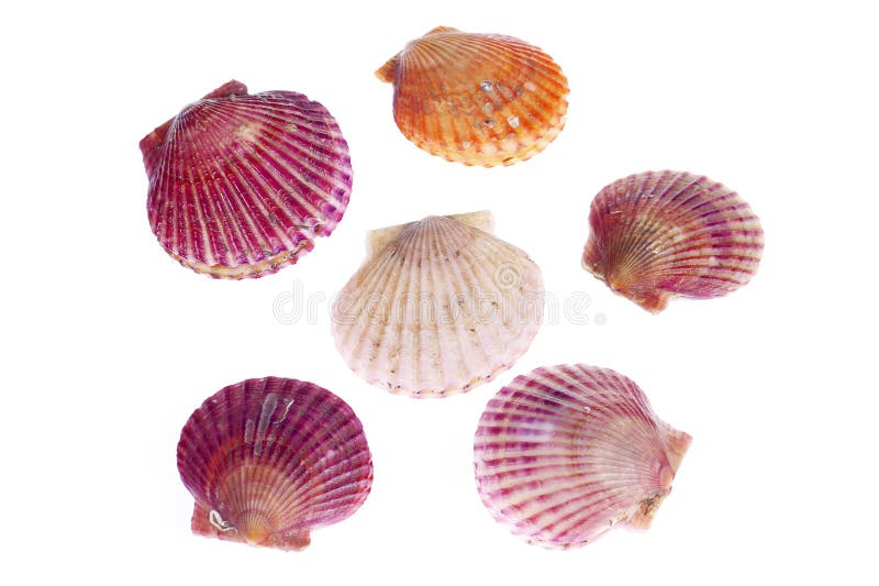 Scallops Isolated on a White Background Stock Image - Image of nature ...
