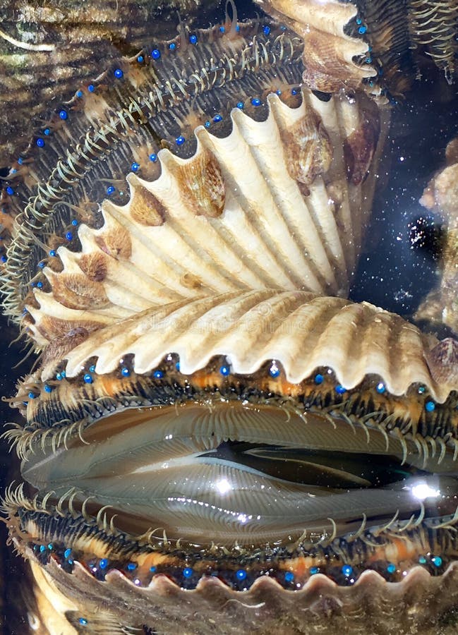 138 Live Scallops Stock Photos - Free & Royalty-Free Stock Photos from ...