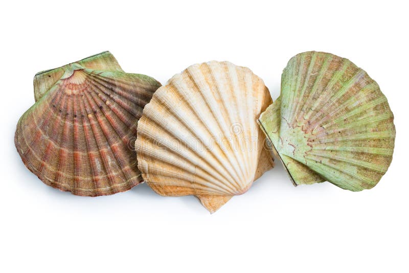 Radial Sea Shell Isolated stock image. Image of radial - 14164683