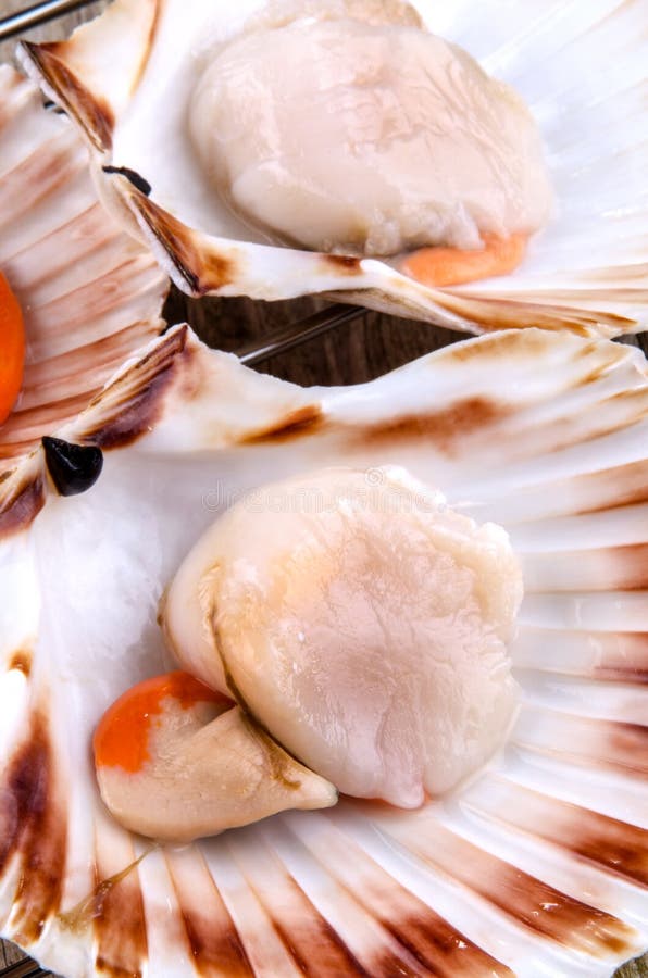 Open scallop in a shell stock image. Image of wood, cuisine - 27607019