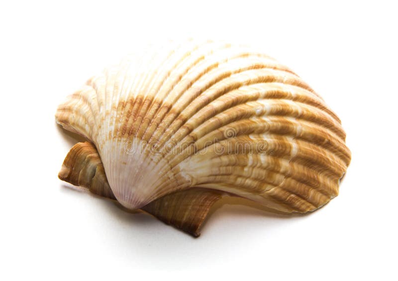 Scallops Shell on the White Background Stock Image - Image of brown ...