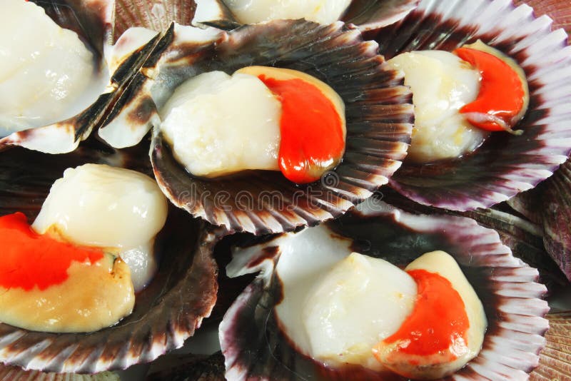 Scallops in shells stock image. Image of scallops, fresh - 22981935