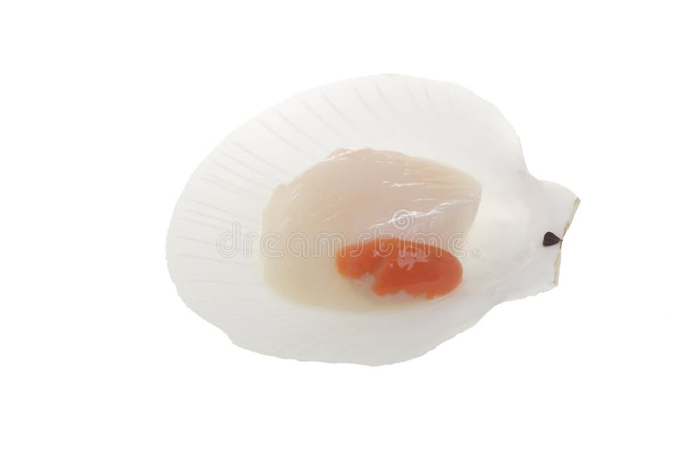 Scallops isolated stock photo. Image of starter, cooked - 141582050