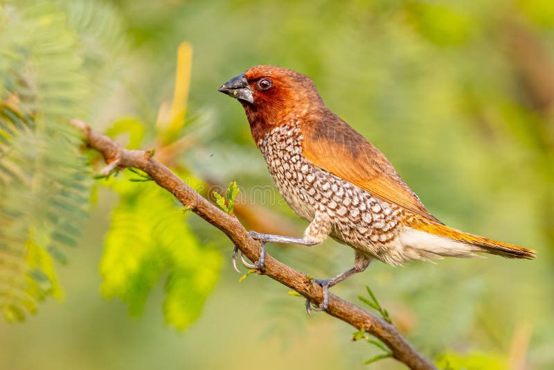 A Scally Breasted Munia on a Bush Tree Stock Photo - Image of park ...